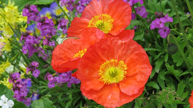 Bunga Kebun Poppy Jagung Musim - Foto gratis di Pixabay - Pixabay