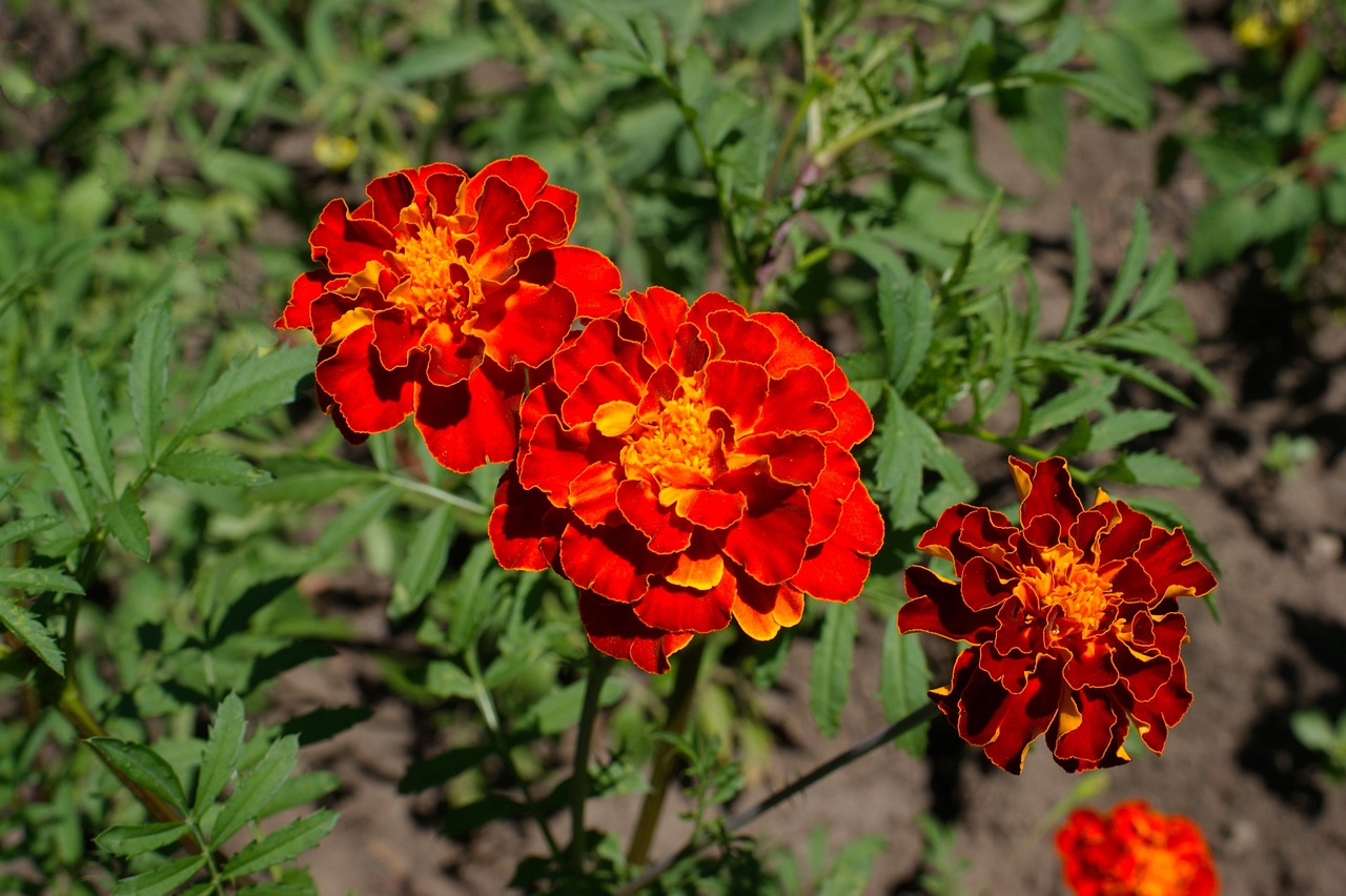 Social Trends : flora