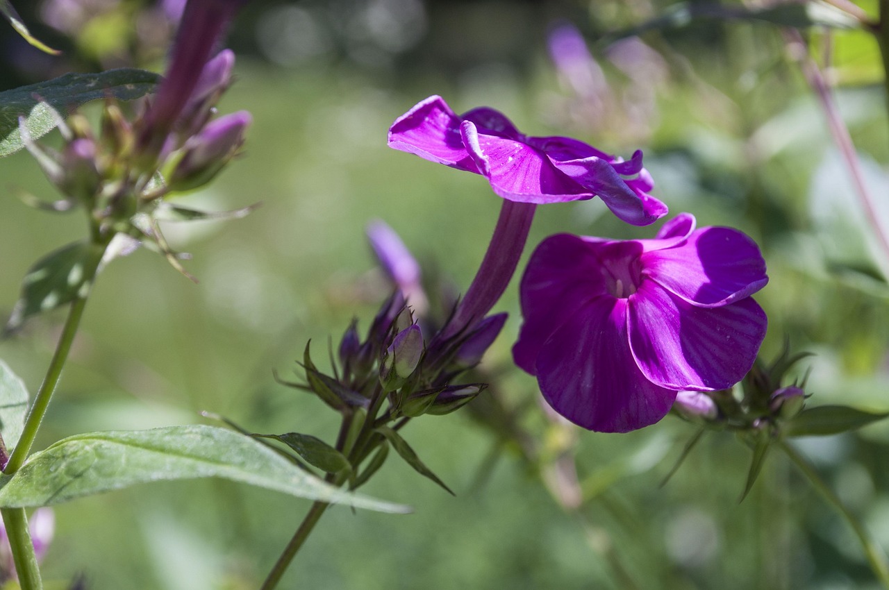 Flower Nature Rosado - Foto gratis en Pixabay - Pixabay