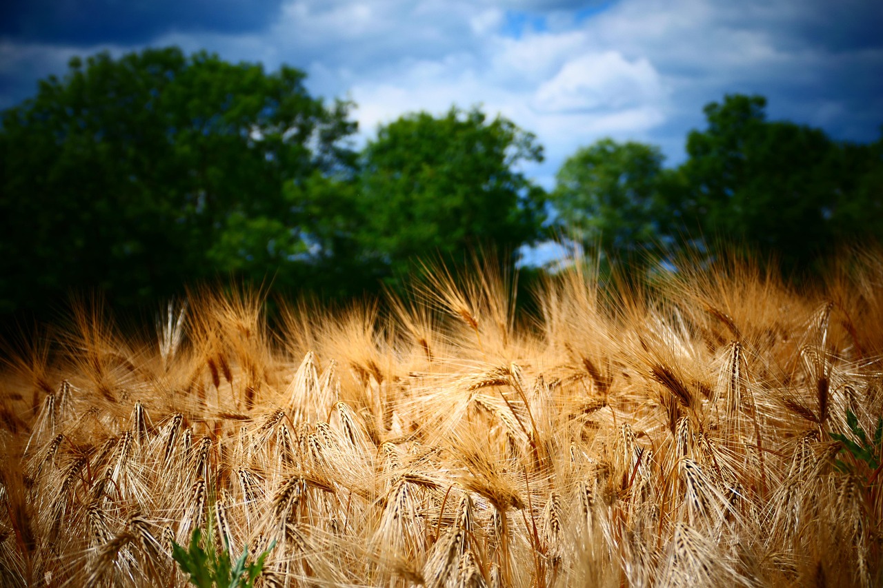 Paysage La Nature Vert - Photo gratuite sur Pixabay - Pixabay