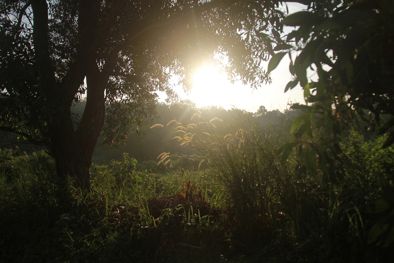 Lever Du Soleil Matin Nature - Photo gratuite sur Pixabay - Pixabay