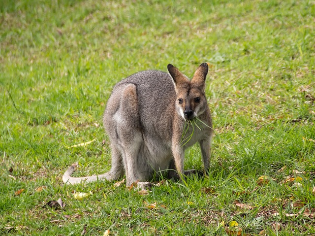 Wallaby Ualabí Campesino Animal - Foto gratis en Pixabay - Pixabay