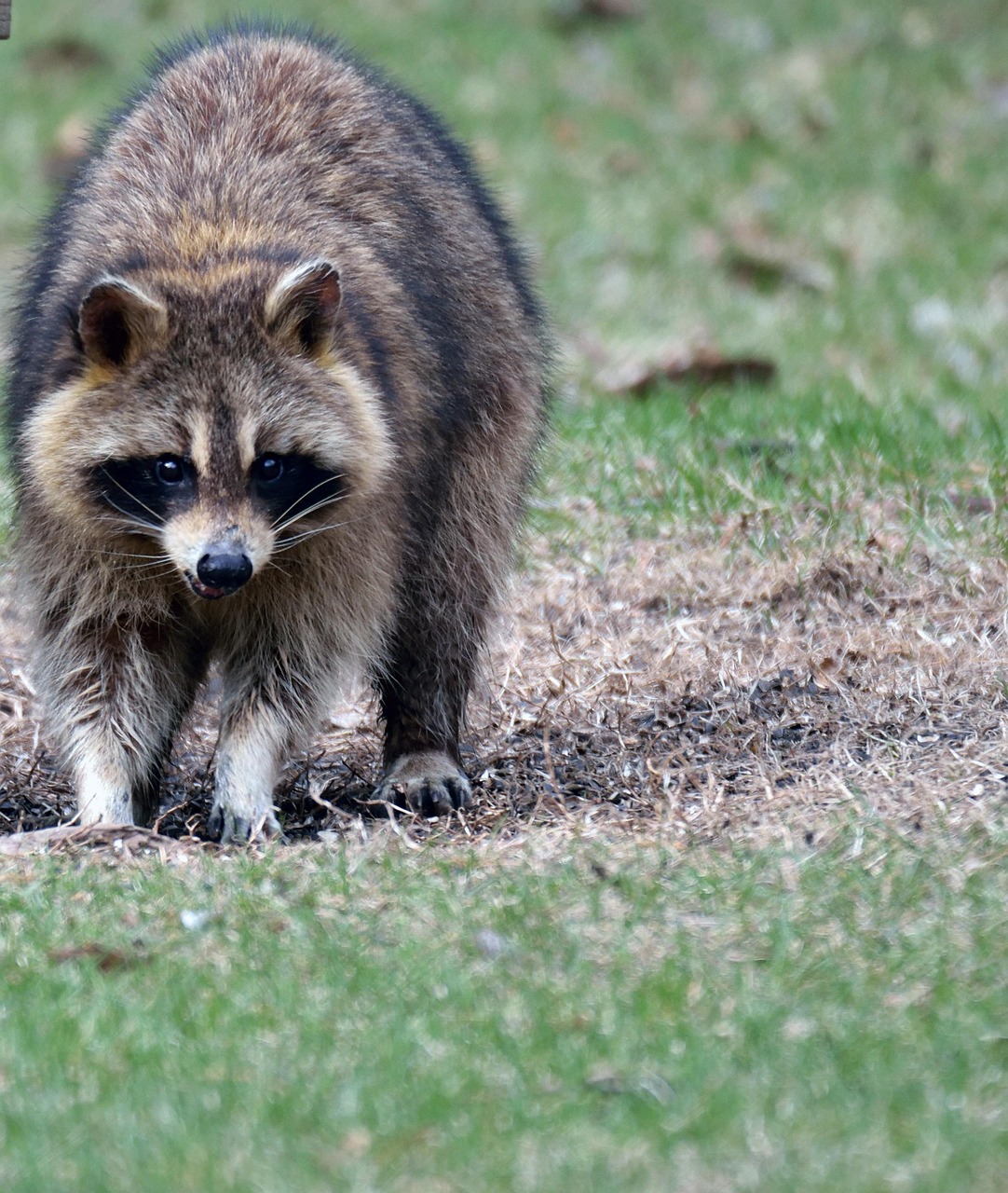 Racoon Nature Animal - Free photo on Pixabay