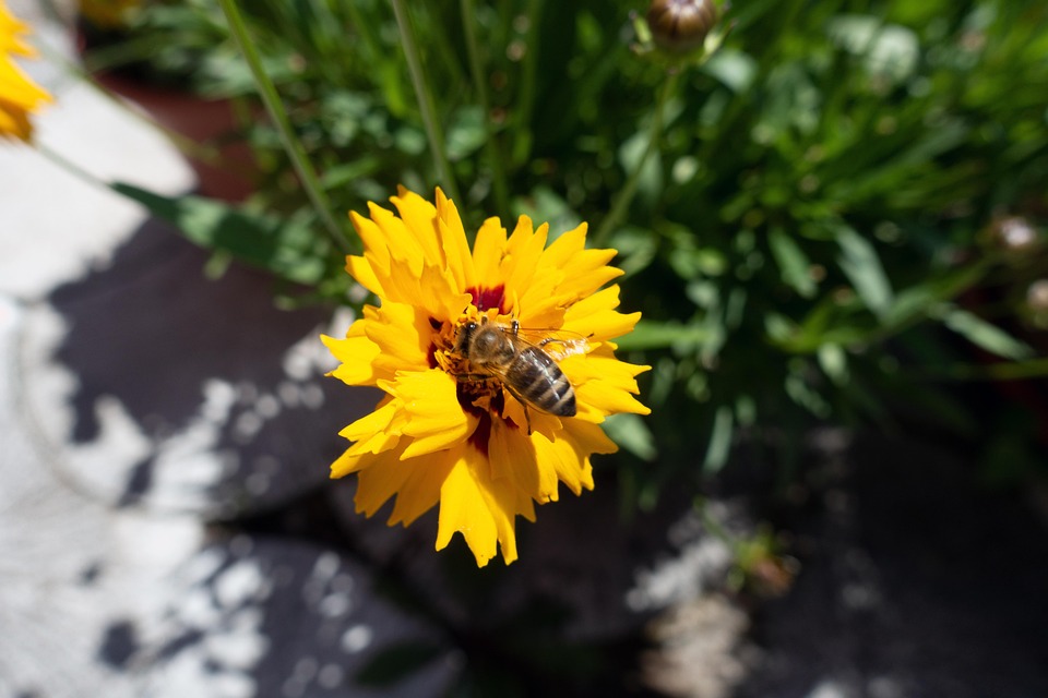 Honey Bee Girl Eye Blossom - Free photo on Pixabay - Pixabay