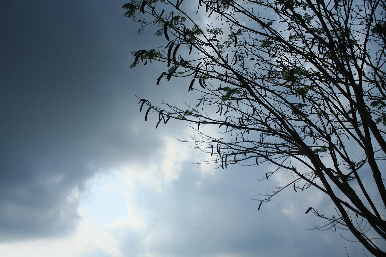 Tree Sky Gray - Free photo on Pixabay - Pixabay