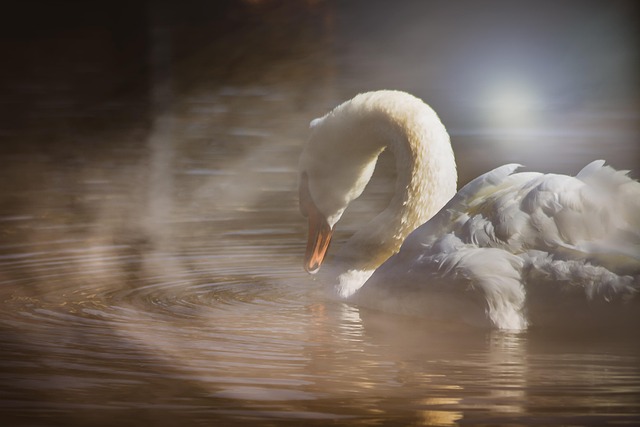Swan Night Fog - Free photo on Pixabay