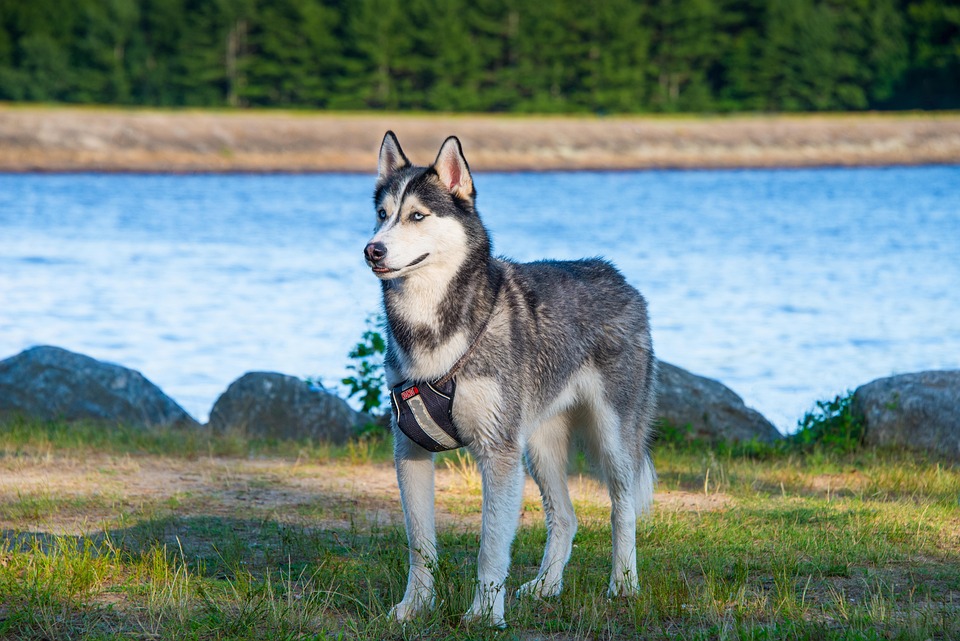 Perros Fornido Exterior - Foto gratis en Pixabay - Pixabay