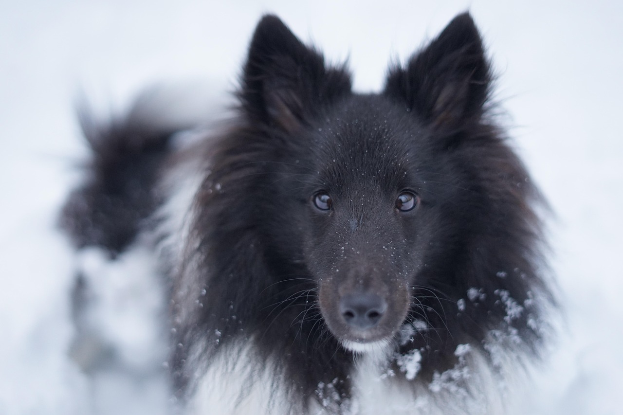Dog Snow Nature - Photo gratuite sur Pixabay