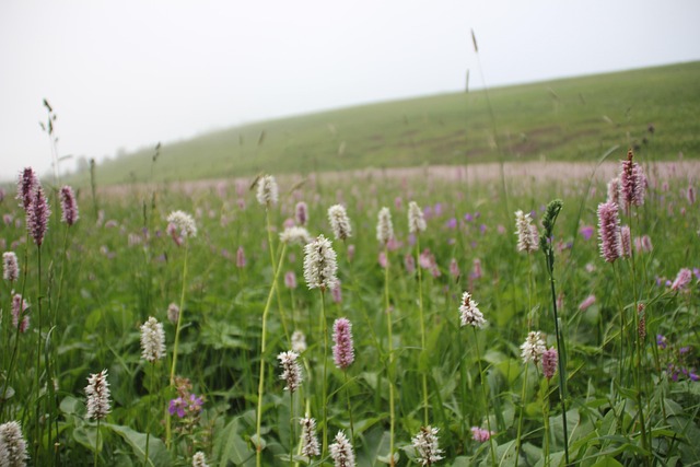Wild Plants Nature Plant - Free photo on Pixabay - Pixabay