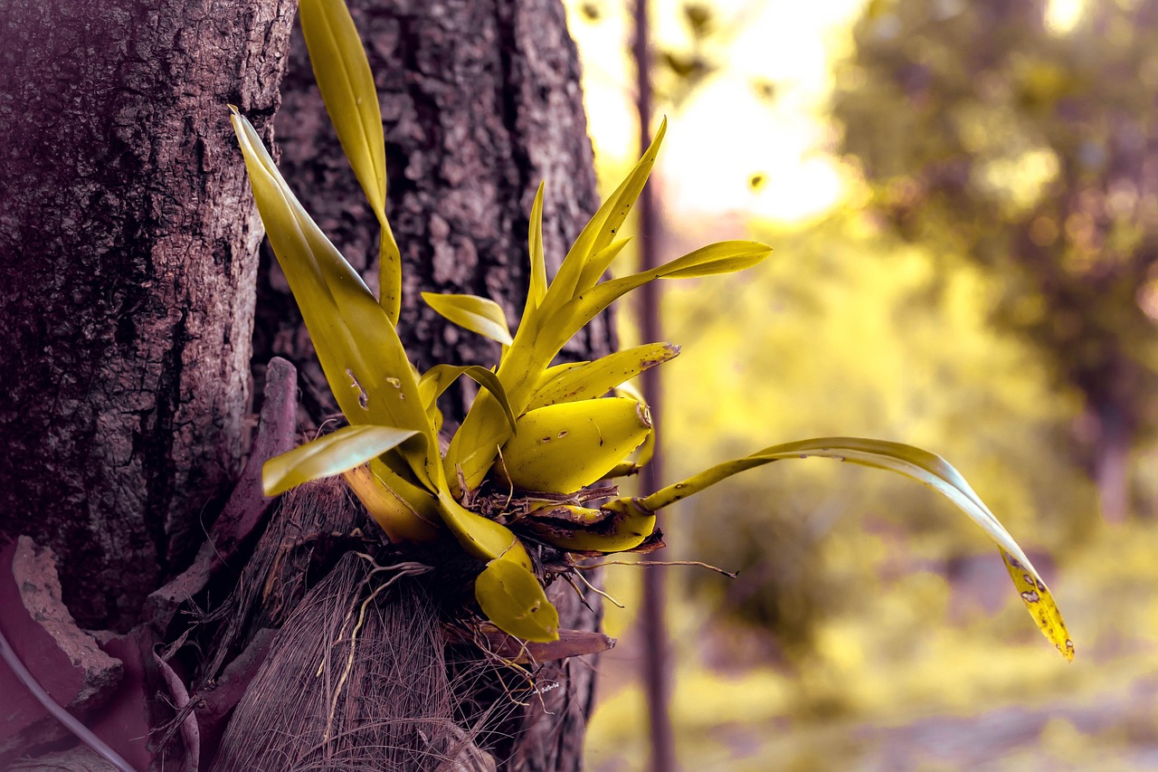 Orchidee Pflanze Blume - Kostenloses Foto auf Pixabay - Pixabay