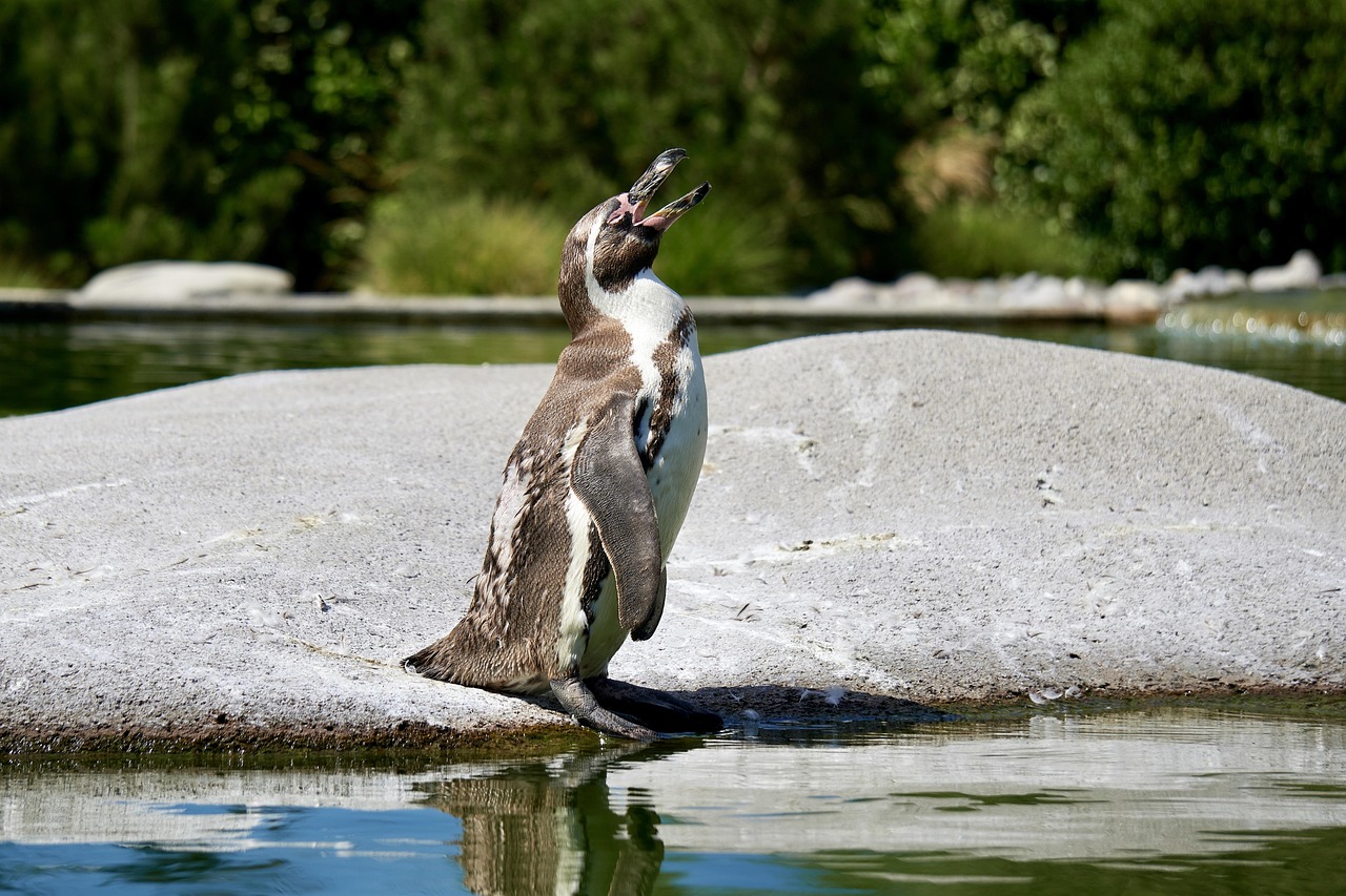 Penguin Animal Bird - Free photo on Pixabay