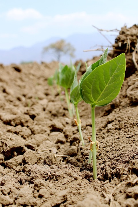 Plantio Germinação Plantar - Foto gratuita no Pixabay