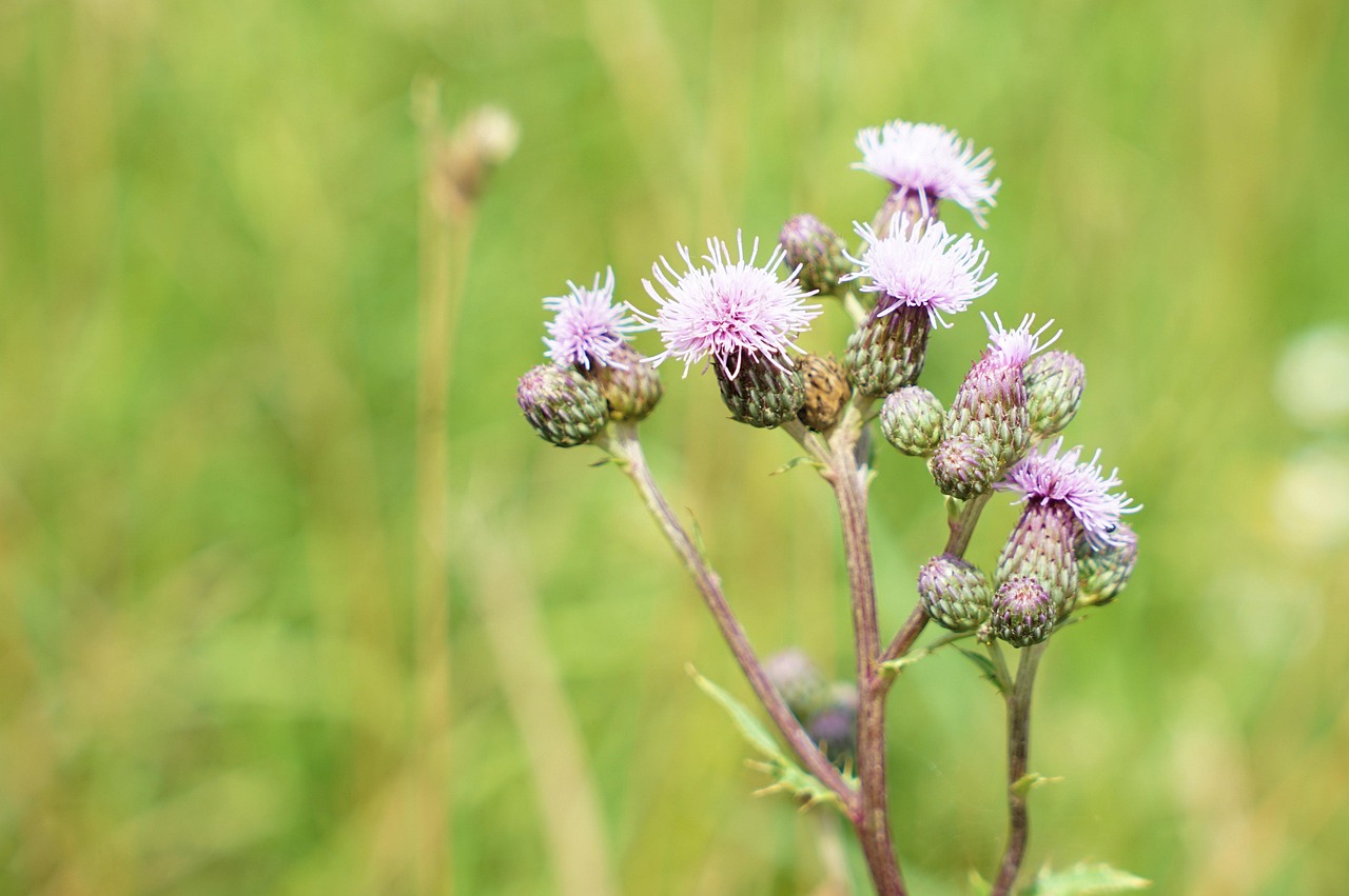 Bunga Padang Rumput Hijau - Foto gratis di Pixabay - Pixabay