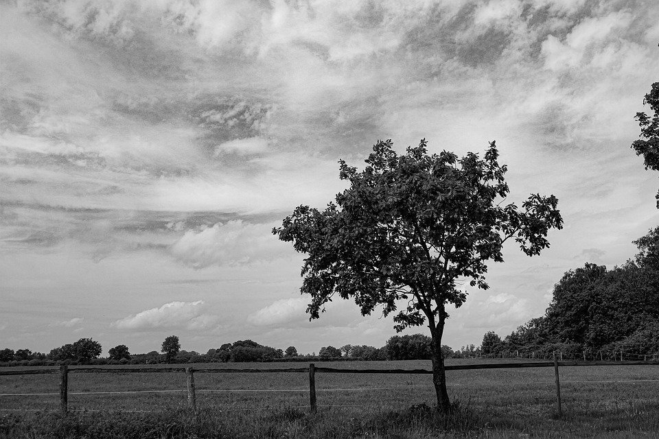Simple Tree Landscape Photography