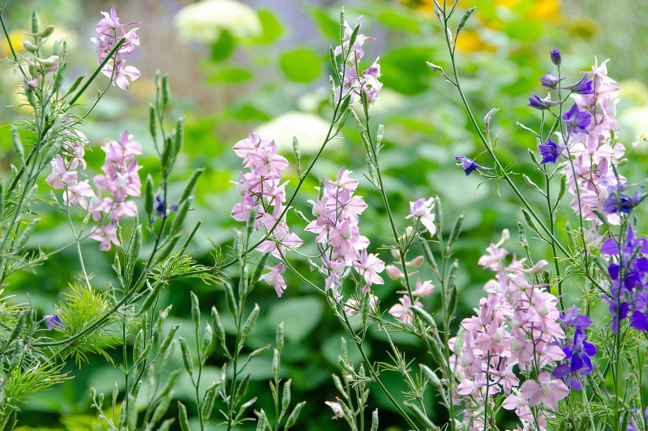 100+ Free Larkspur & Nature Images - Pixabay
