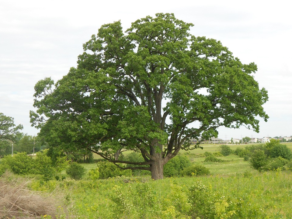 Oak Tree Nature - Free photo on Pixabay - Pixabay