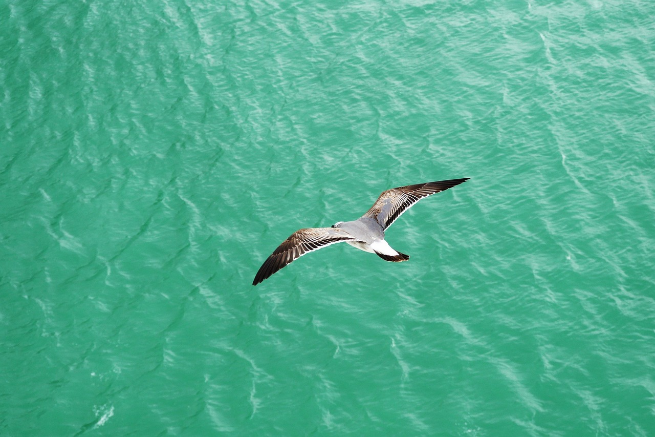 Burung Di Laut Miami - Foto gratis di Pixabay - Pixabay
