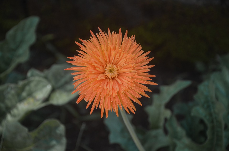 Daisy Orange Flower Hypnotize - Free photo on Pixabay - Pixabay