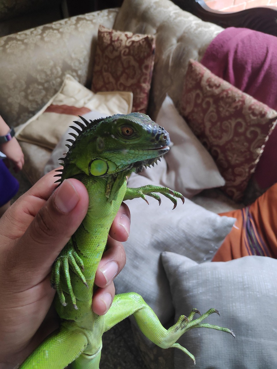 Iguana Jovem - Foto gratuita no Pixabay - Pixabay