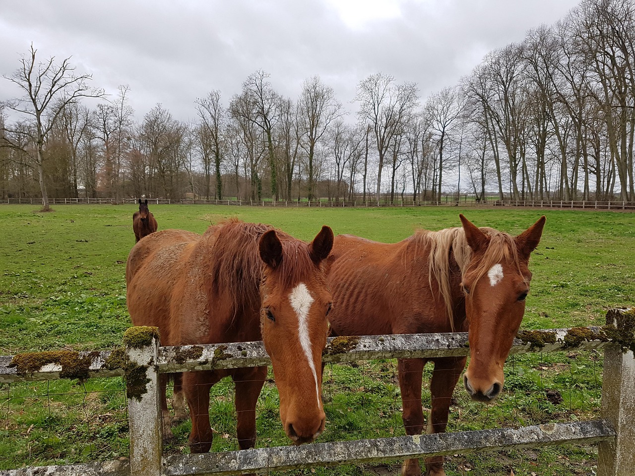 Les Chevaux Nature Liberté - Photo gratuite sur Pixabay