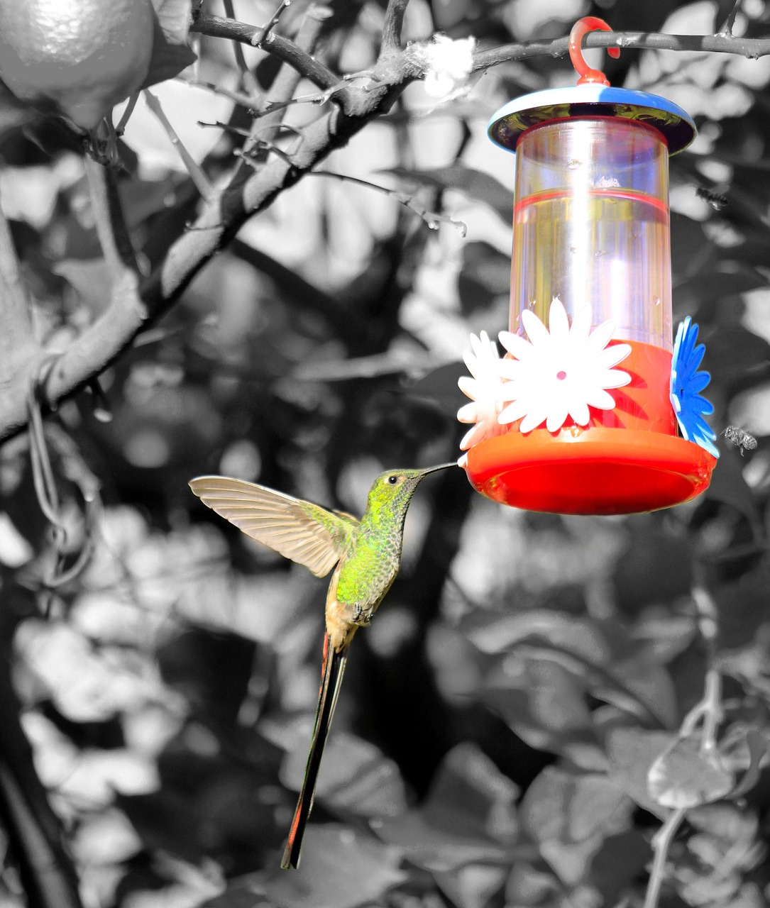 Colibri Hummingbird - Free photo on Pixabay - Pixabay