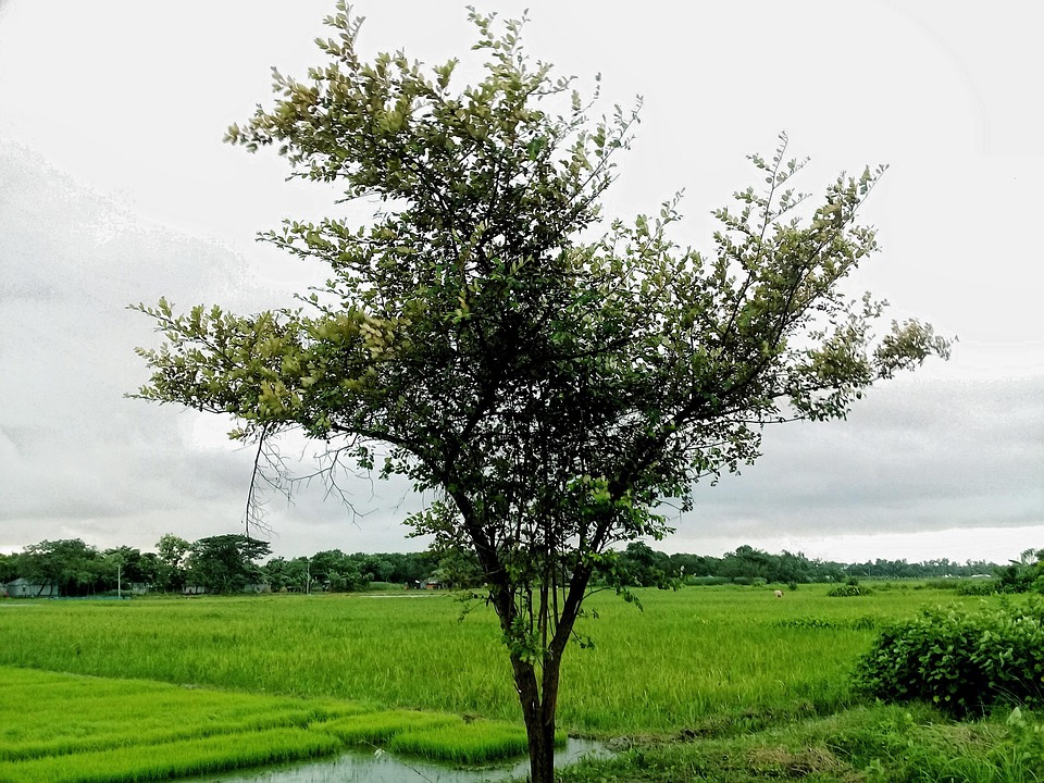 Chinese Date Tree - Free photo on Pixabay - Pixabay Chinese Date Tree - Free photo on Pixabay - Pixabay