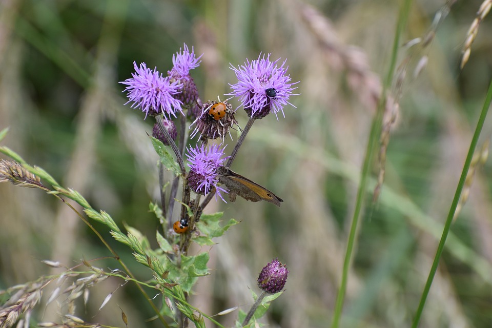 Bloem Insecten Lieveheersbeestjes - Gratis foto op Pixabay - Pixabay