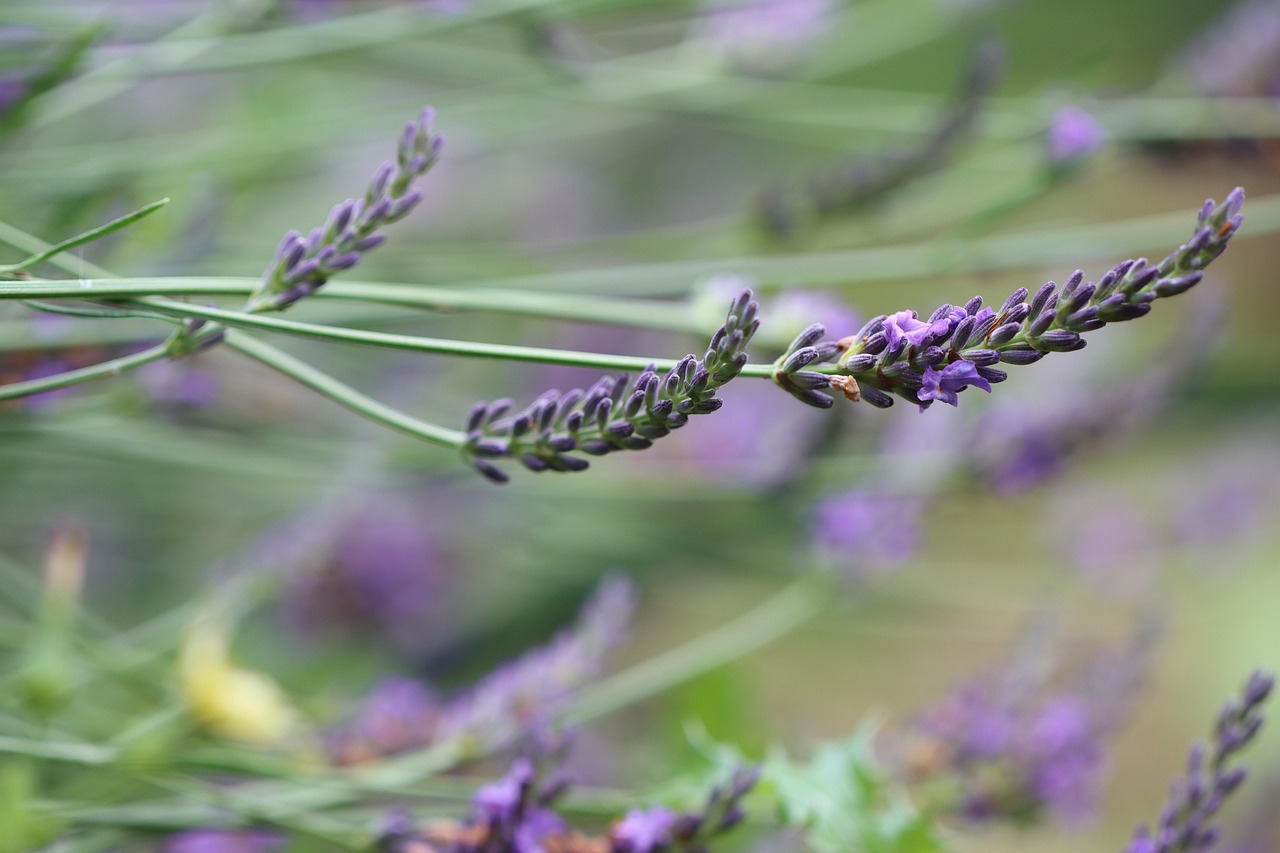 Lavender Flower Provence - Free photo on Pixabay