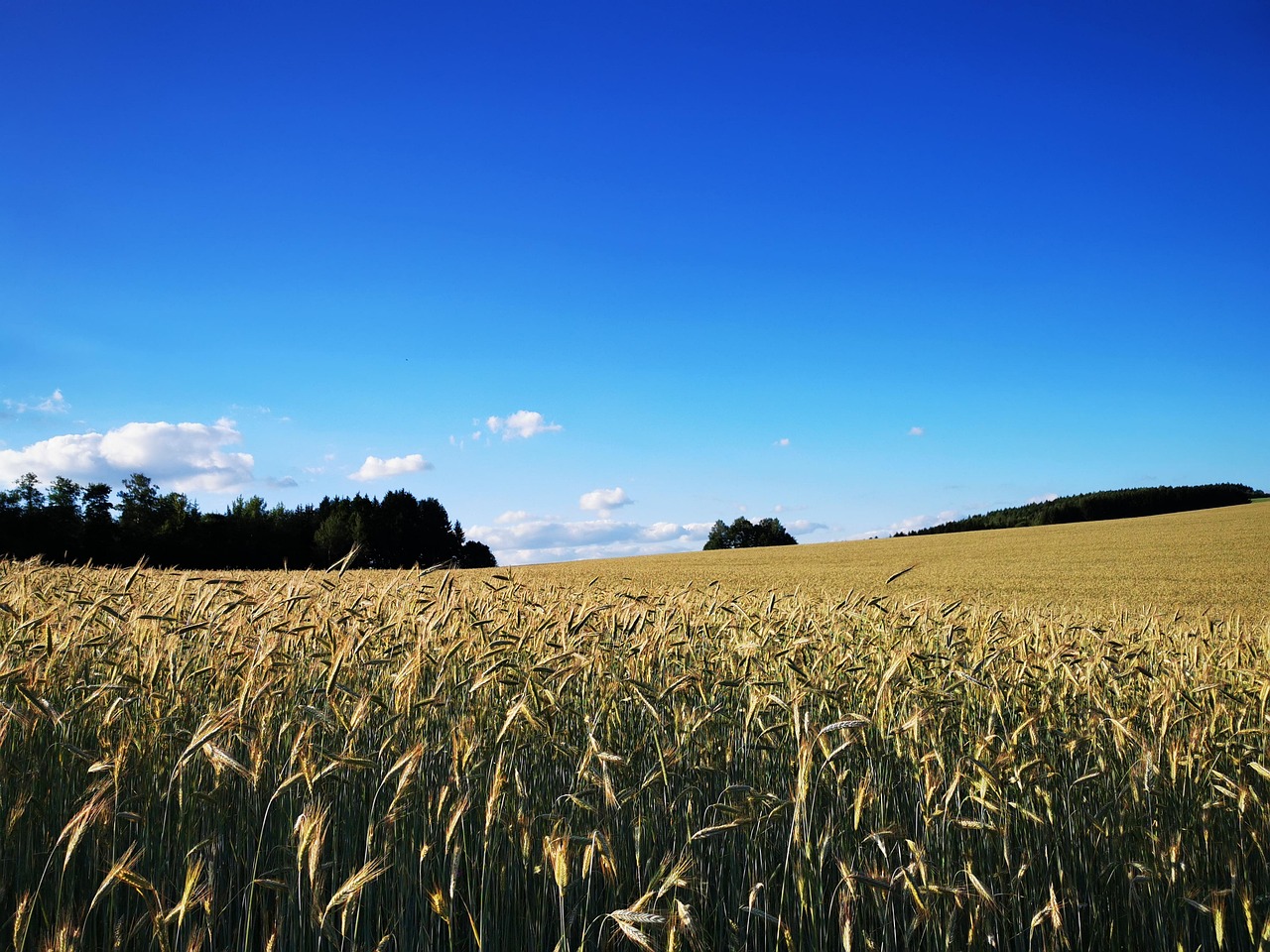 Field Rye Summer - Free photo on Pixabay - Pixabay