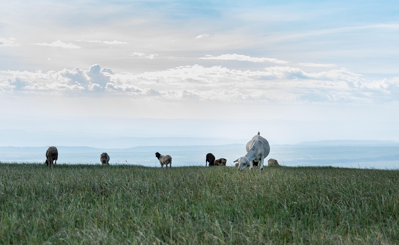 Goats Farm Land - Free photo on Pixabay - Pixabay