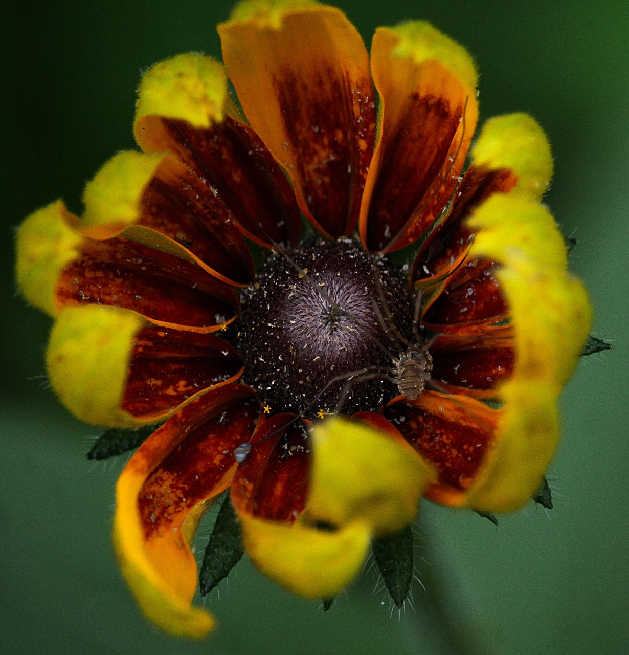 Flower Spider Bloom - Free photo on Pixabay
