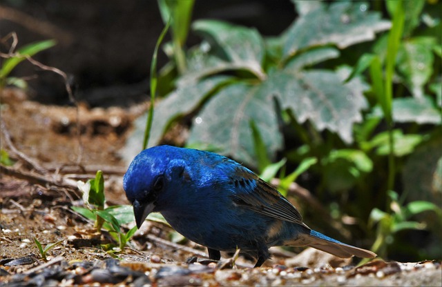 10+ Free Indigo Bunting & Indigo Images - Pixabay