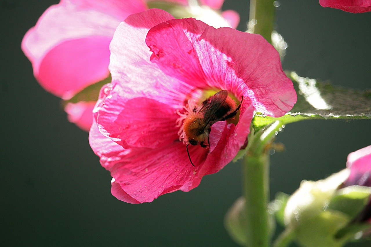 Mauve Fleurs Flore - Photo gratuite sur Pixabay - Pixabay
