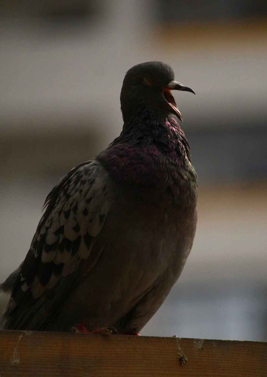 Pigeon Bird Freedom - Free photo on Pixabay - Pixabay