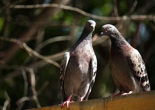 Pigeon Bird Freedom - Free photo on Pixabay - Pixabay