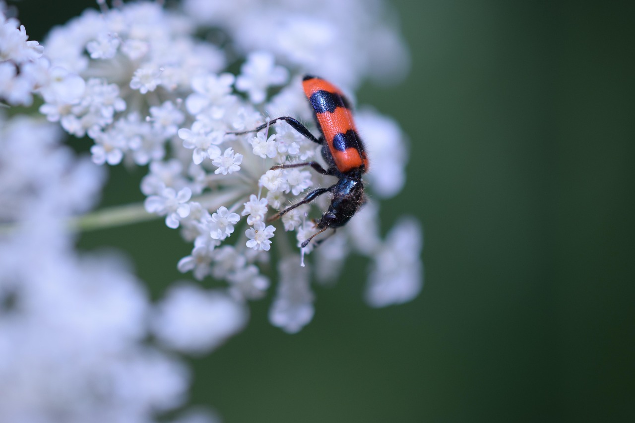 100+ Free Lady Bug & Bug Images - Pixabay