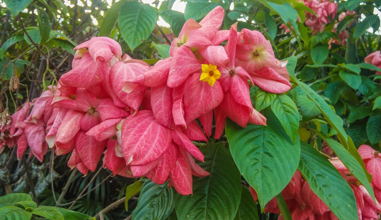 Nature Flore Plantes - Photo gratuite sur Pixabay