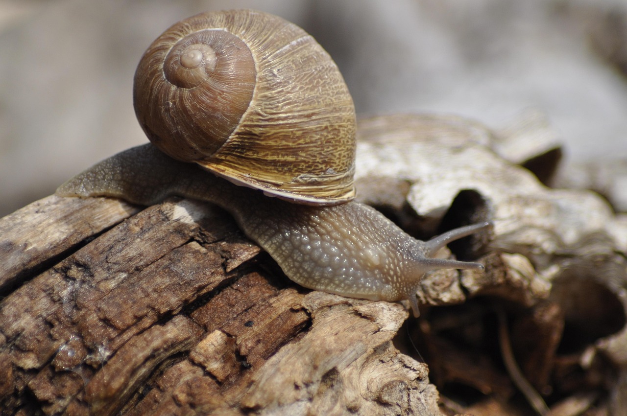 Snail Clam Seashell - Free photo on Pixabay