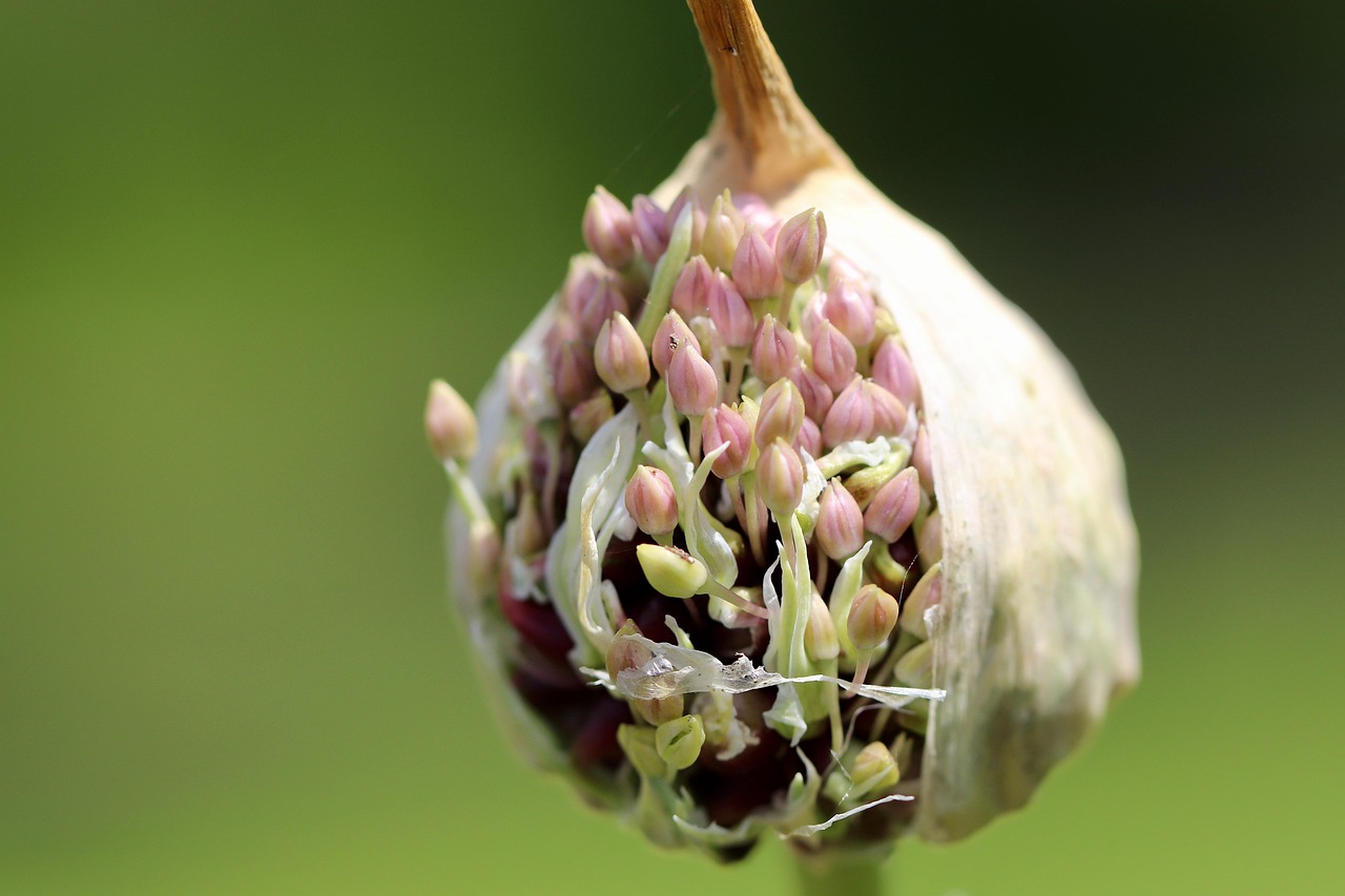 Allium Lauch Zierlauch - Kostenloses Foto auf Pixabay - Pixabay