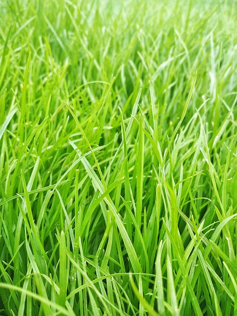 Rumput Hijau - Foto gratis di Pixabay - Pixabay