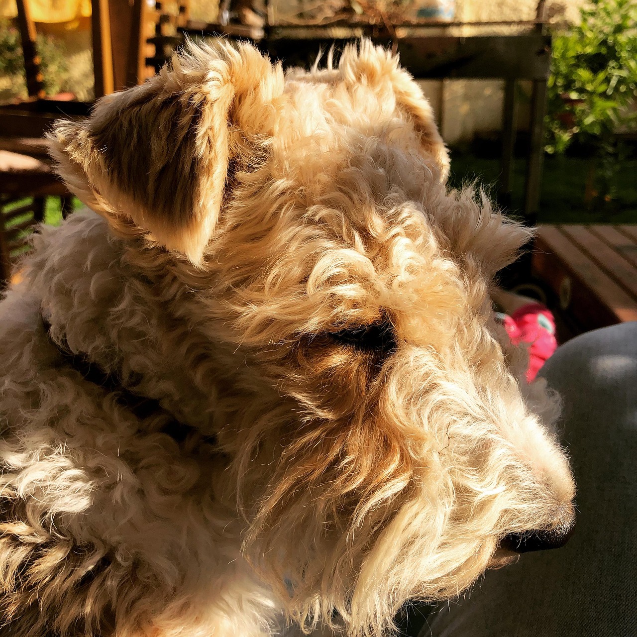 Dog Fox Terrier Wire Hair Mascot - Free photo on Pixabay - Pixabay