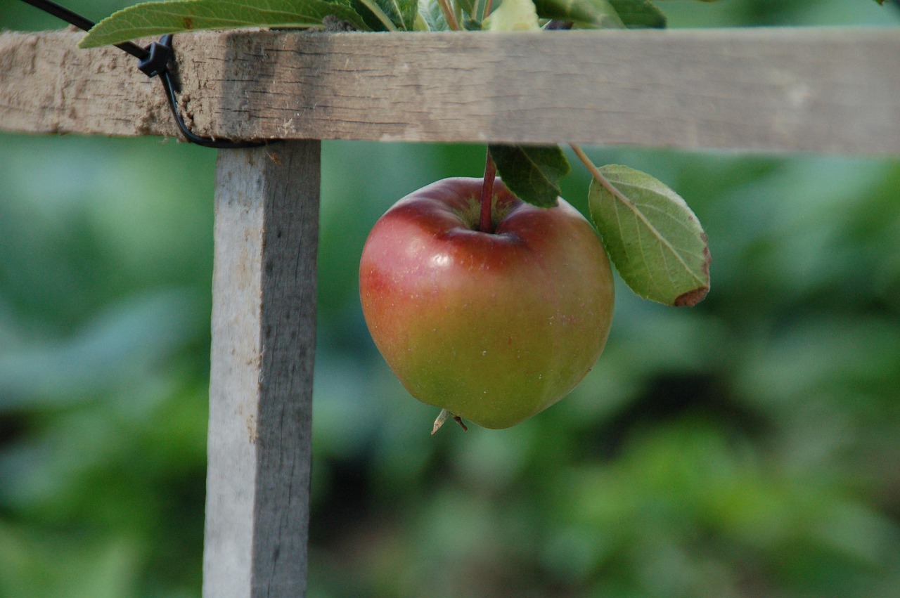 Apple Grow Nature - Free photo on Pixabay