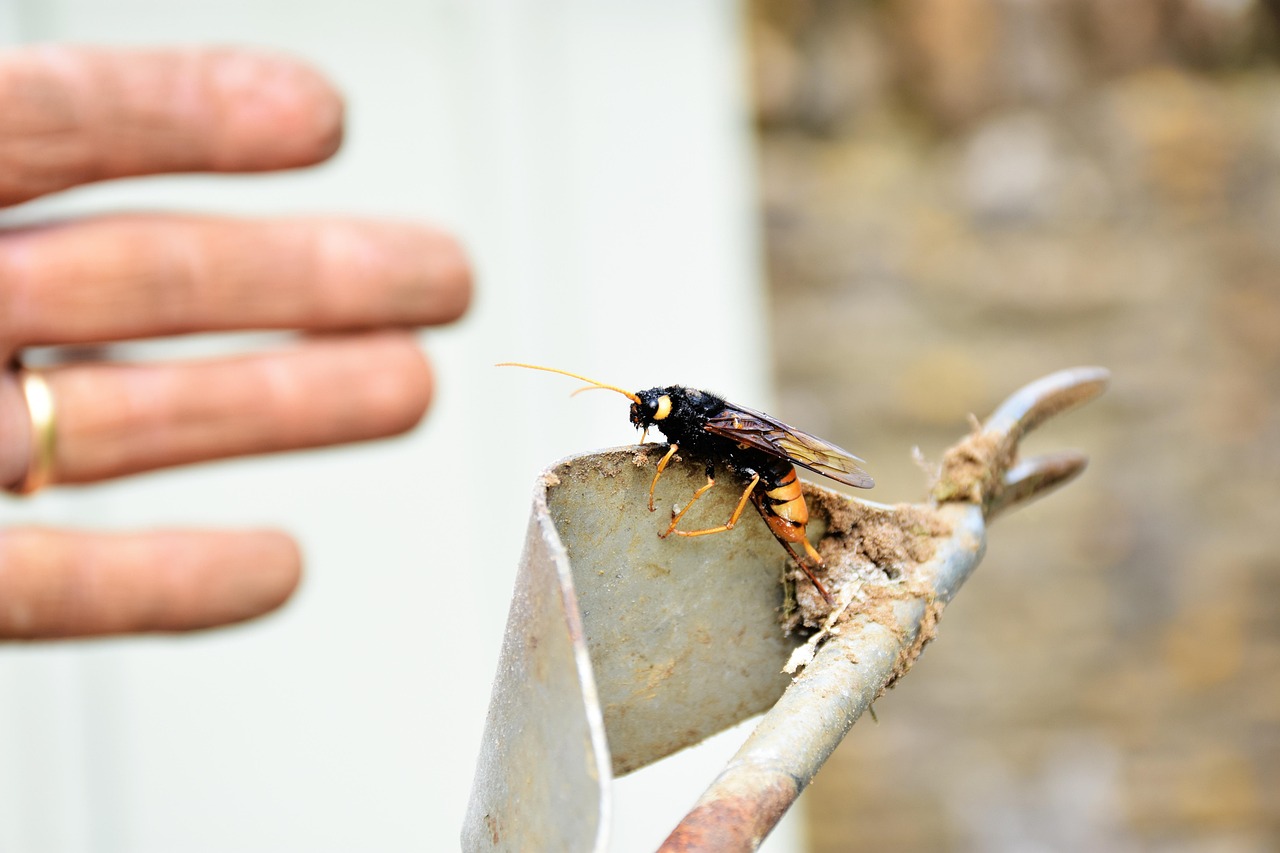 80+ Free Urocerus Gigas & Gig Images - Pixabay
