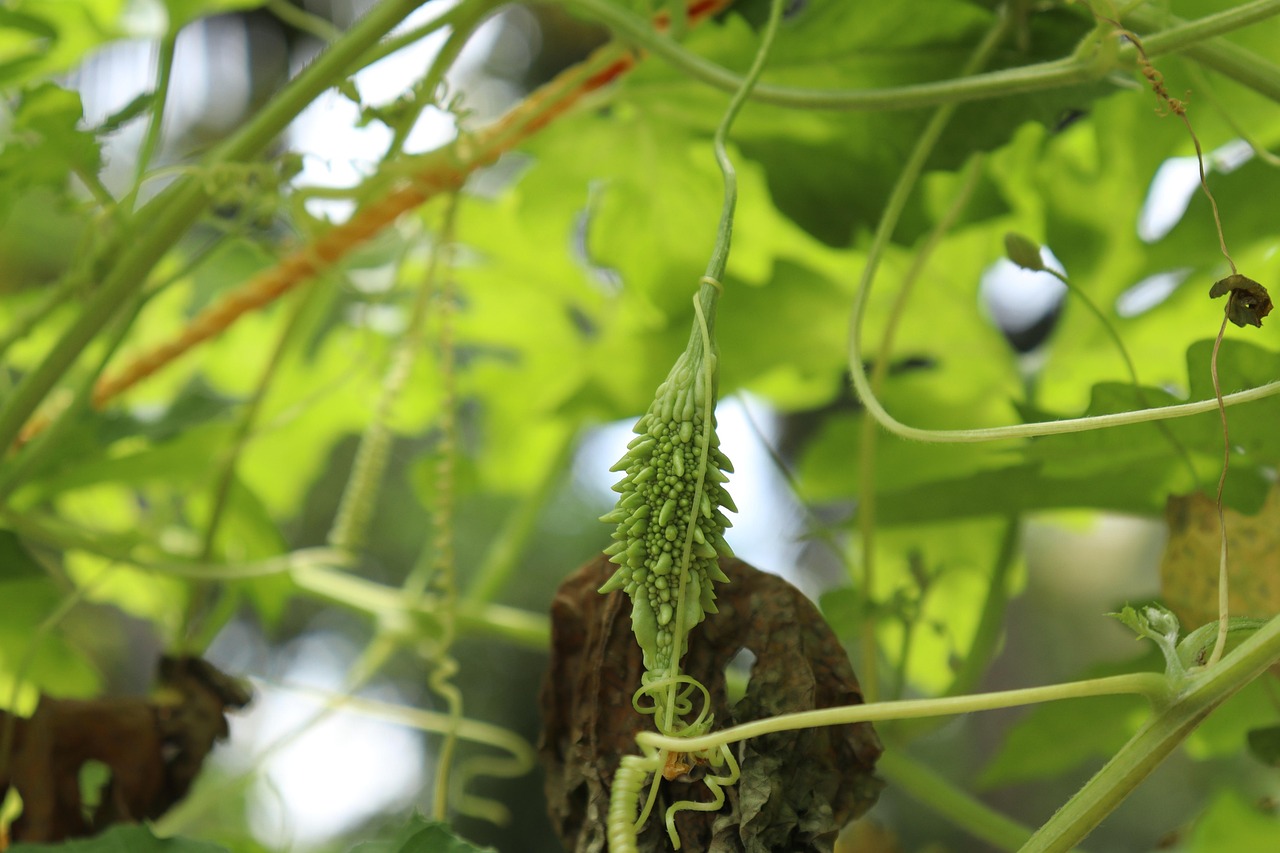 Bittermelon Plant - Free photo on Pixabay - Pixabay