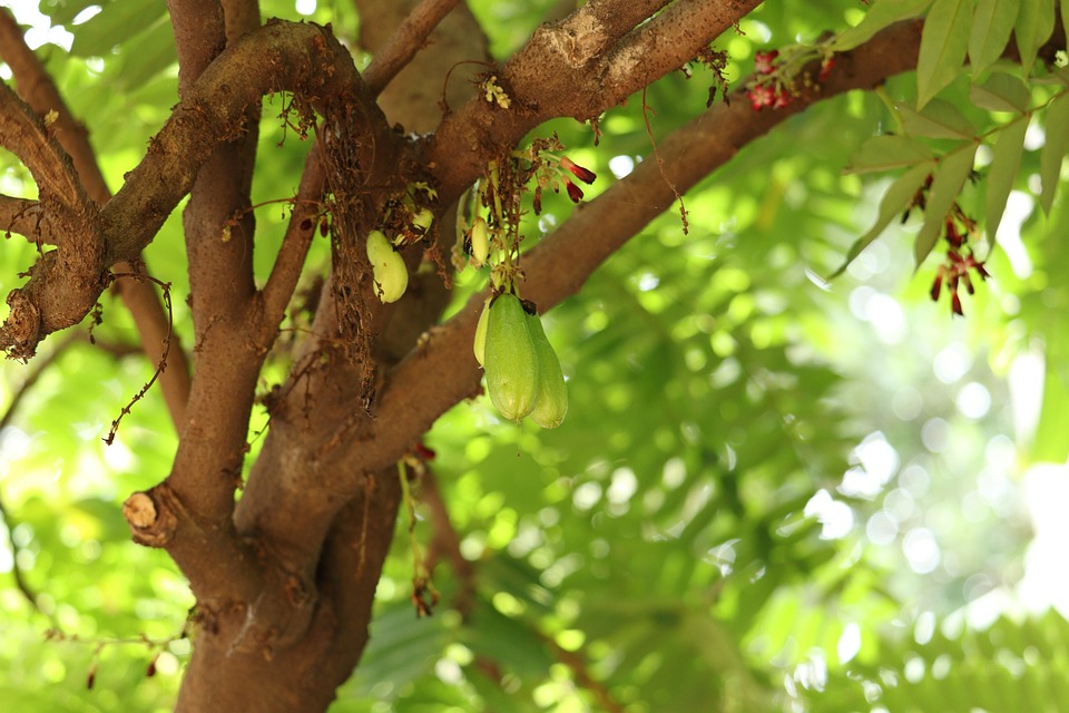 Bilimbi Fruit Kerala - Free photo on Pixabay - Pixabay
