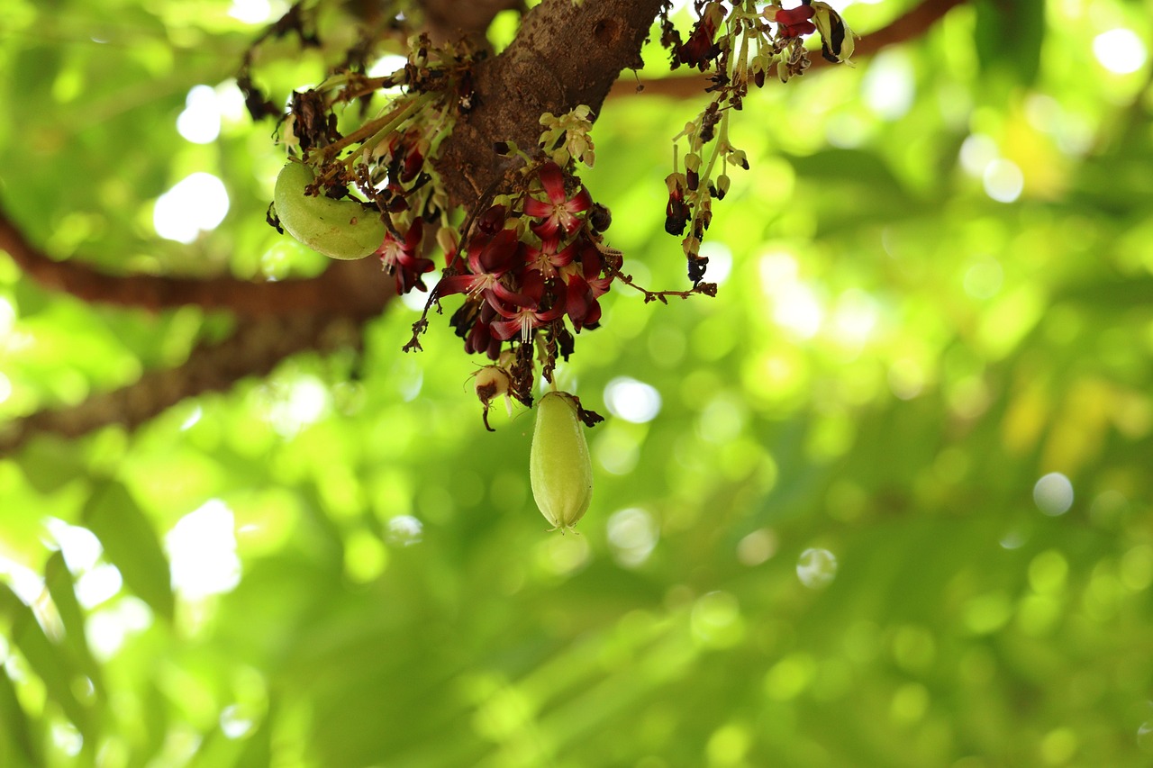 Bilimbi Fruit Sour - Free photo on Pixabay