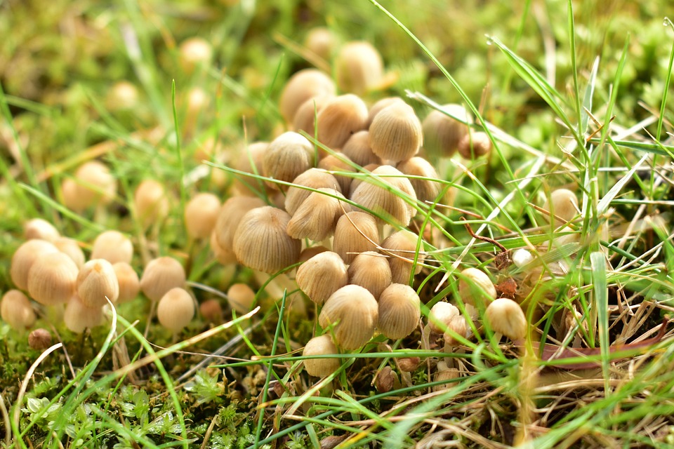 Champignon Miniature Petit - Photo gratuite sur Pixabay