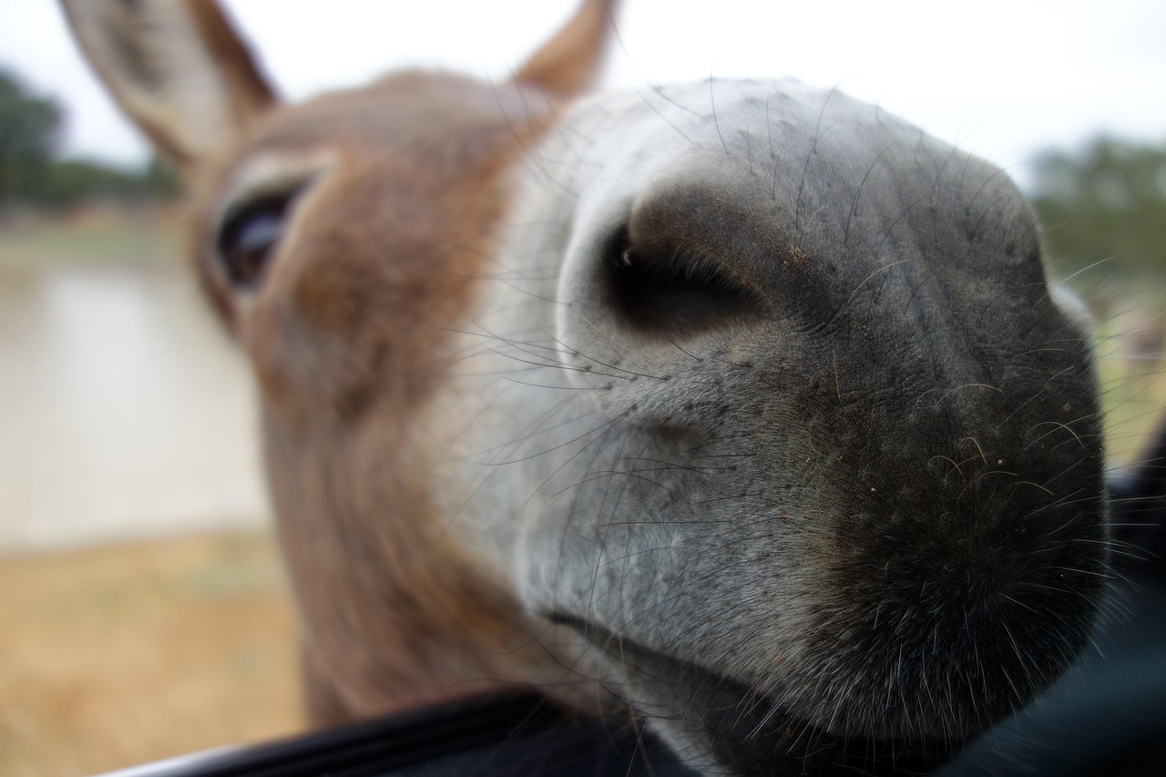 Donkey Animal Wild - Free photo on Pixabay - Pixabay
