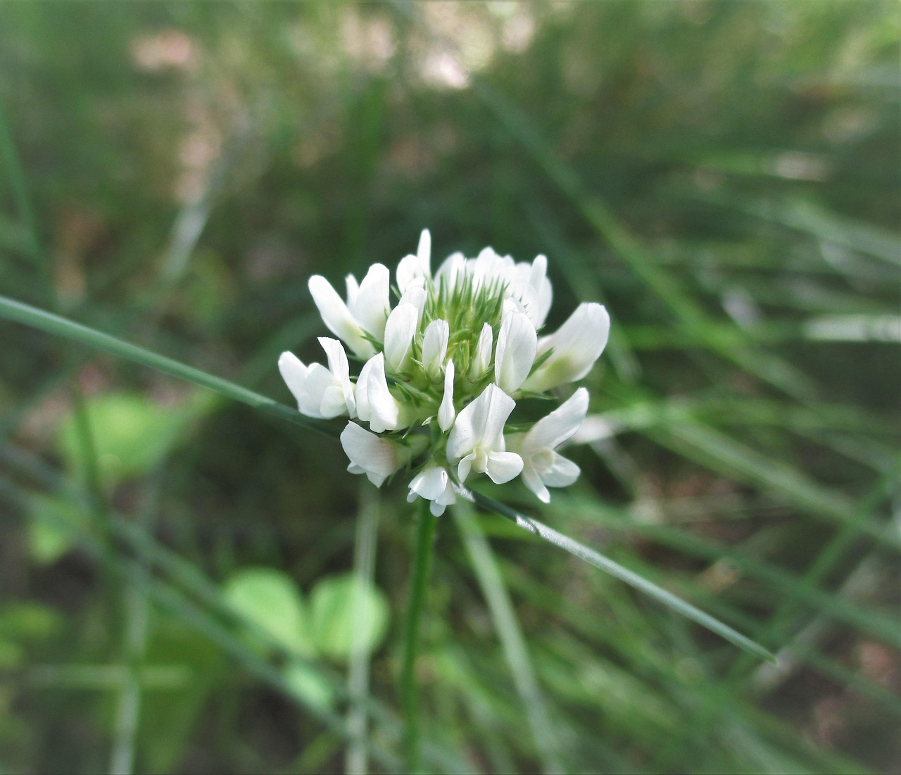 100+ Free White Clover Flower & Clover Images - Pixabay