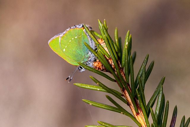 Vert Hairstreak Callophrys Rubi - Photo gratuite sur Pixabay - Pixabay